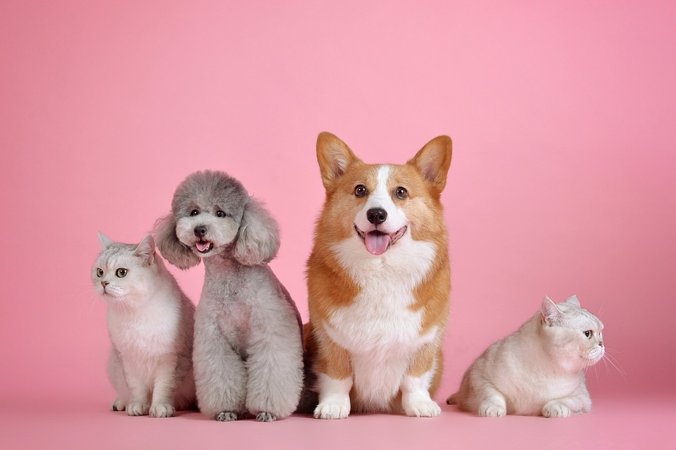 Pets Are Property Should They Be Economy